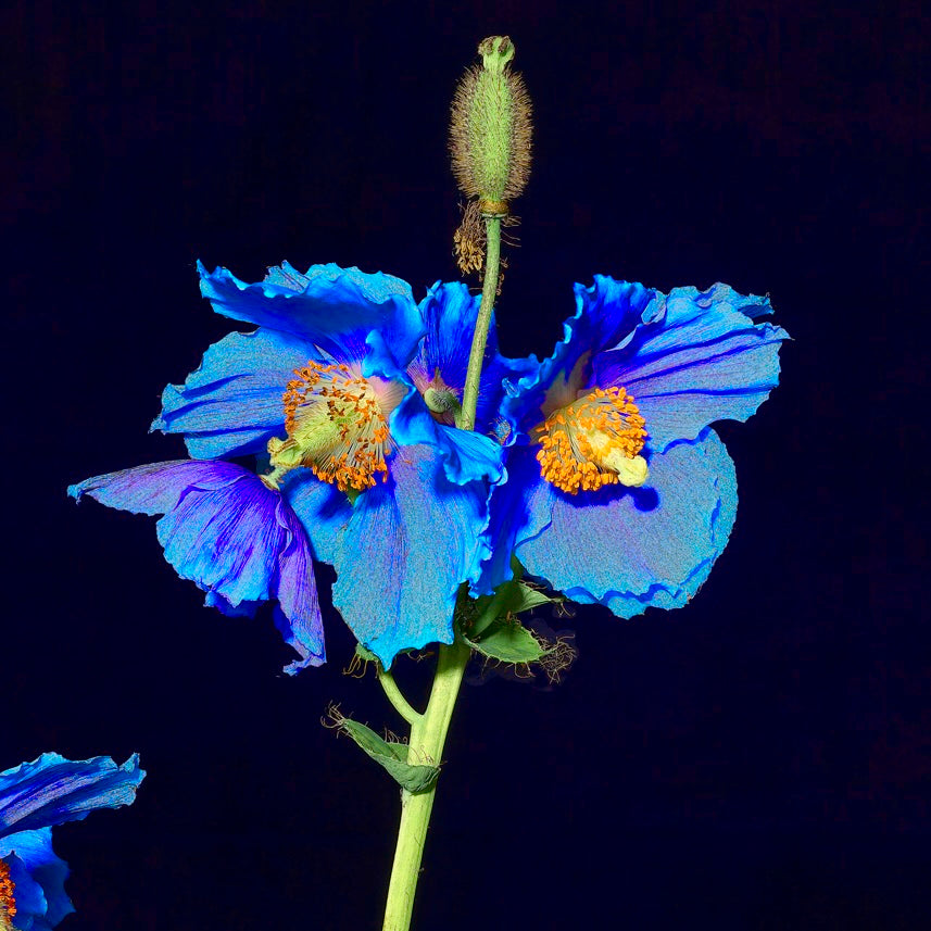 Saving the Blue Poppy from Extinction – T.M. Glass
