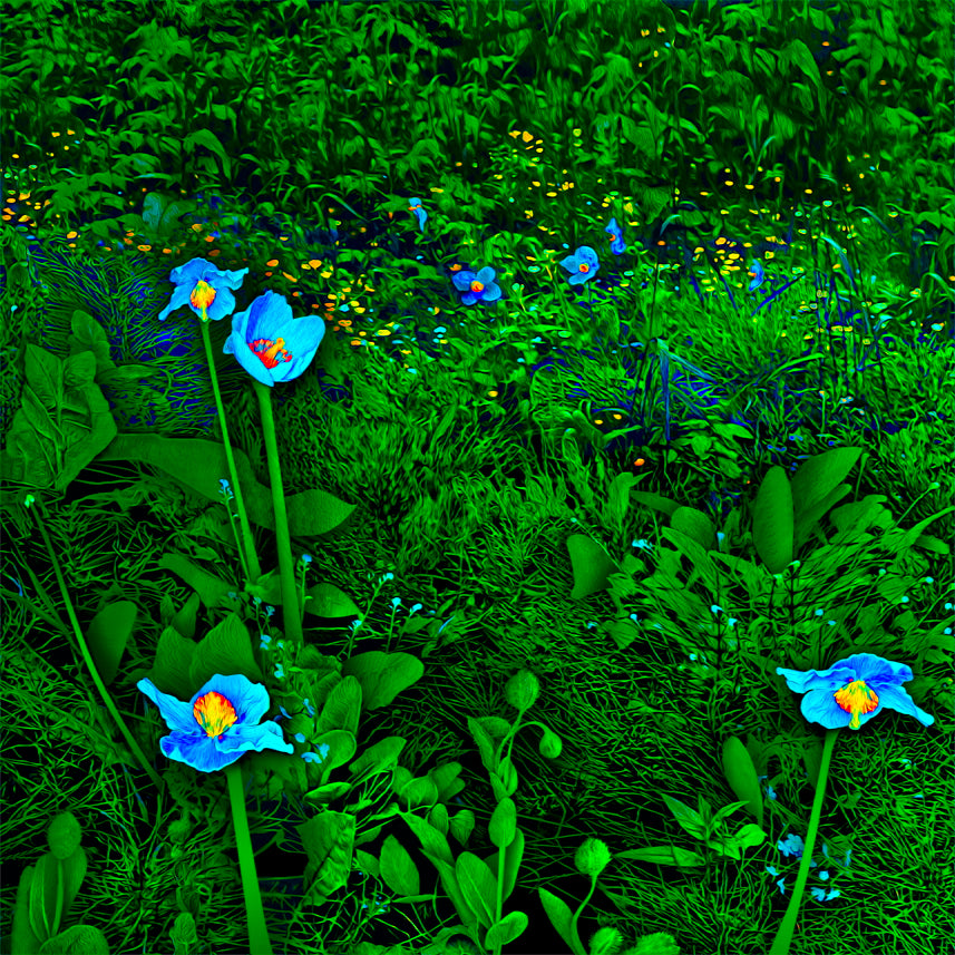 Himalayan Blue Poppy Forest, 2025 – T.M. Glass